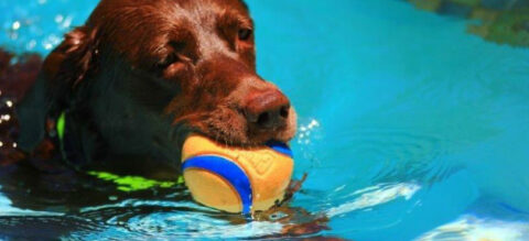 Amenities & Services | PawsCrossing