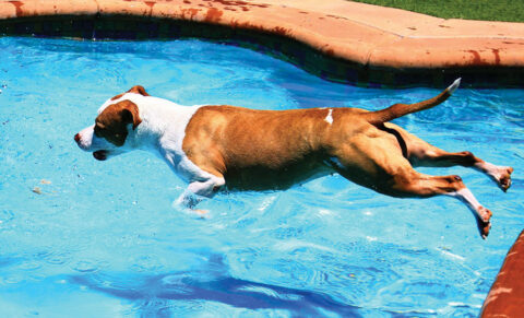 Overview | PawsCrossing