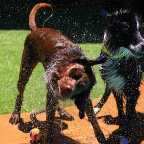 Overview | PawsCrossing