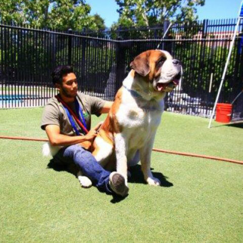 Overview | PawsCrossing